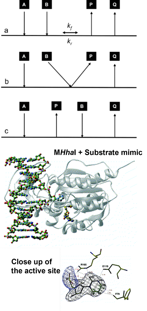 How do enzymes work? Part 1 - Entropix - Enzyme Engineering Through Directed Evolution