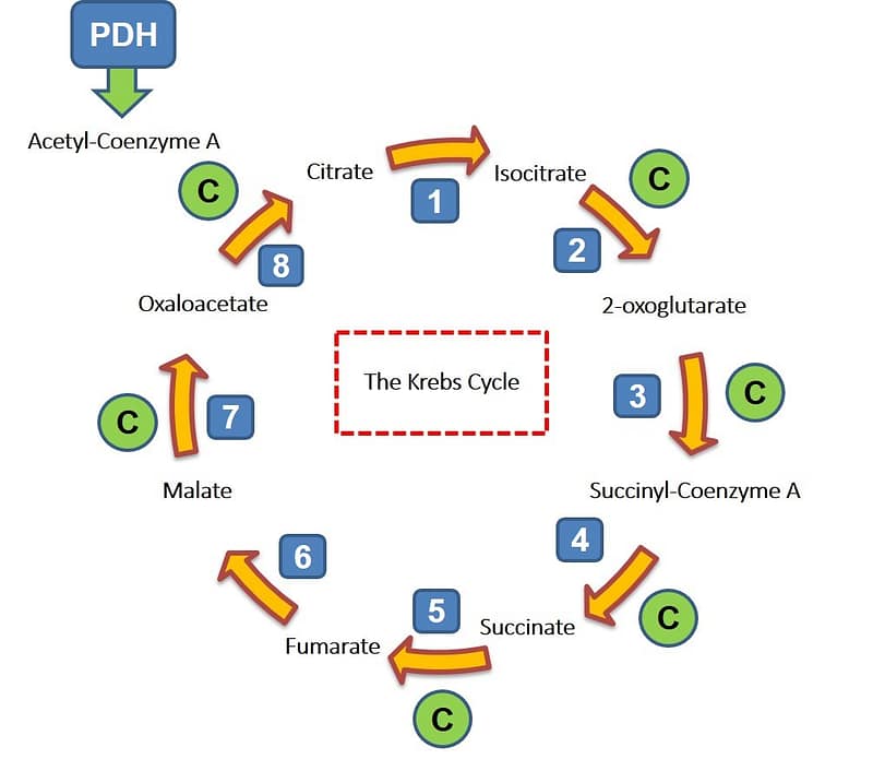 Cofactors Lend a Helping Hand - Entropix - Enzyme Engineering Through ...