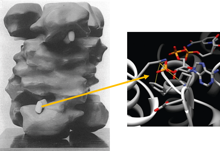 Cofactors Lend a Helping Hand - Entropix - Enzyme Engineering Through Directed Evolution