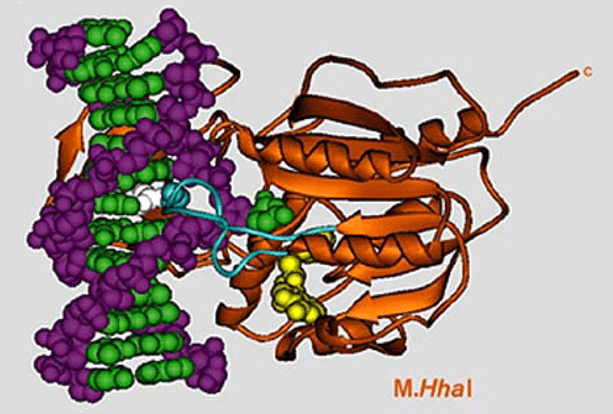 How do enzymes work? Part 1 - Entropix - Enzyme Engineering Through Directed Evolution